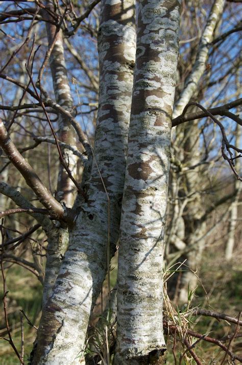 Alder Tree Bark Identification 12 Species Of Alder Trees For Your Yard