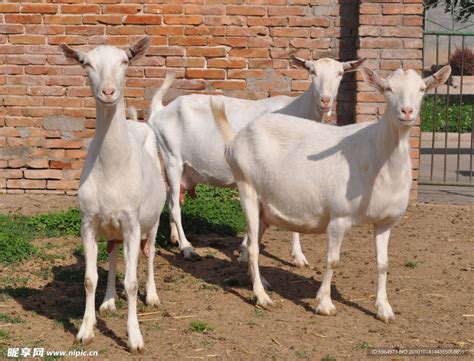 山羊摄影图 家禽家畜 生物世界 摄影图库 昵图网