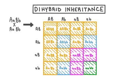 Biology Corner Dihybrid Cross At George Sorensen Blog