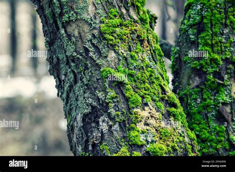 Tree Trunk In The Forest Covered With Moss And Lichen Stock Photo Alamy