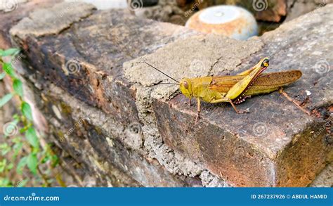 Beautiful Brown Grasshopper Perched On Bricks During The Day Stock