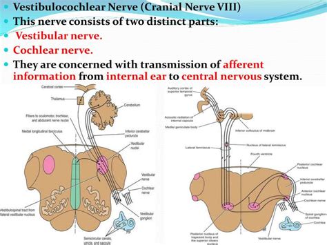 Vestibulocochlear Nerve Function