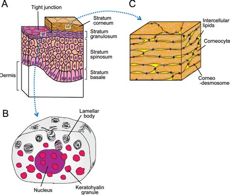 Layers Of The Epidermis Stratum Granulosum B Ch 7 Structure Of The