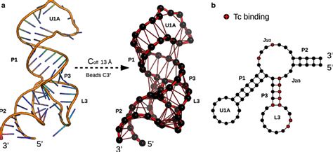 Structural Representation Of Tc Aptamer A Crystal Structure Of