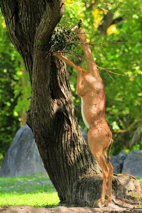Gerenuk Eating Stock Image Image Of Africans Females 38647065
