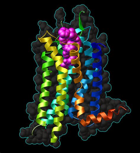Pdb 101 Learn Structural Biology Highlights A 2a Adenosine Receptor