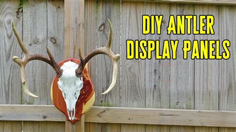 Diy European Mount Display Panel Deer Skull Mount Youtube