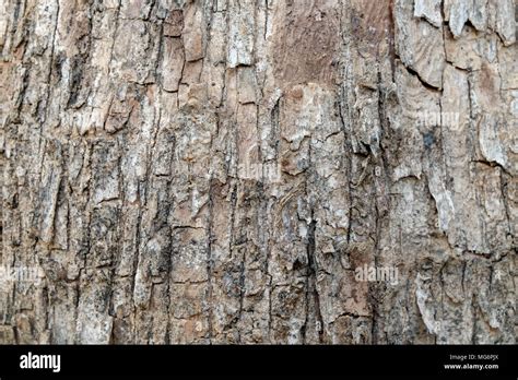 Tree Bark Texture Background Stock Photo Alamy
