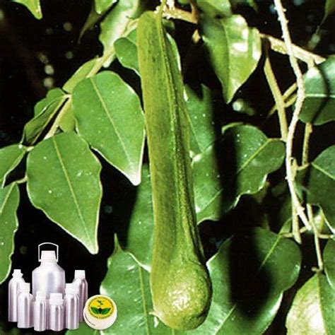 Tolu Balsam Oil At ₹ 1680kilogram Tolu Balsam Oil In Kanpur Id