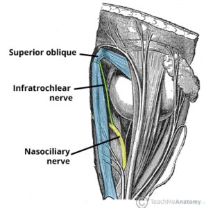 Infratrochlear Nerve Course Supply TeachMeAnatomy