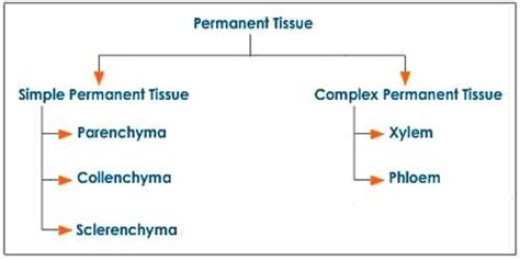 Permanent Tissue QS Study