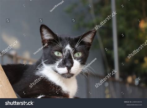 Black And White Cat With Brown Eyes