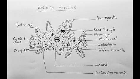 Amoeba Proteus Amöbe • Aufbau Und Lebensweise · Mit Video