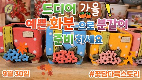 9월 30일 드디어 가을 예쁜 화분으로 분갈이 준비 하세요 화분 꽃담다육스토리 예쁜화분 화분싸게파는곳 다육식물 多肉植物succulents 다육이 꽃