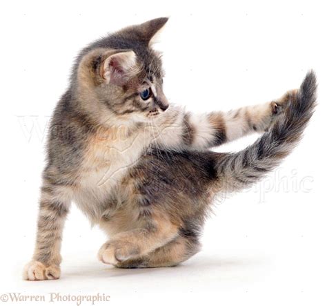 grey kitten chasing its tail photo wp01083