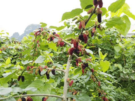 桑葚树为什么要夏伐 果桑为什么要夏伐 桑果树怎么修剪结果多 大山谷图库