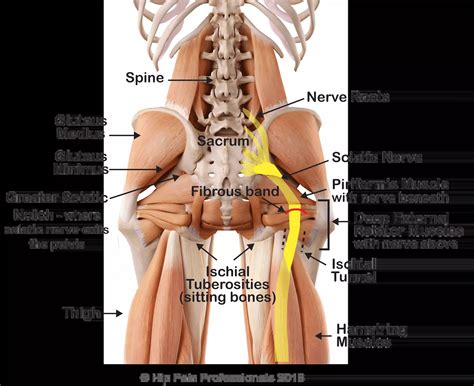 Anatomy Sciatic Nerve Piriformis Syndrome Deep Gluteal Syndrome