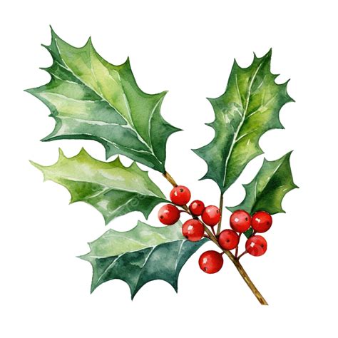 Christmas Holly Leaves With Red Berries Watercolor Vector Illustration