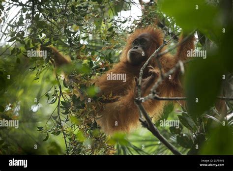 Tapanuli Orangutan Pongo Tapanuliensis Beti Juvenile Female