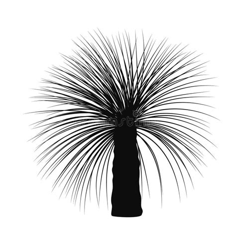Silhouette Australian Grass Tree Stock Illustrations 189 Silhouette