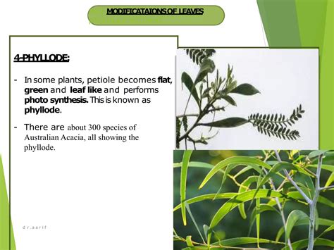 Introduction Of Leaves And Modifications Of Leaves Pptx