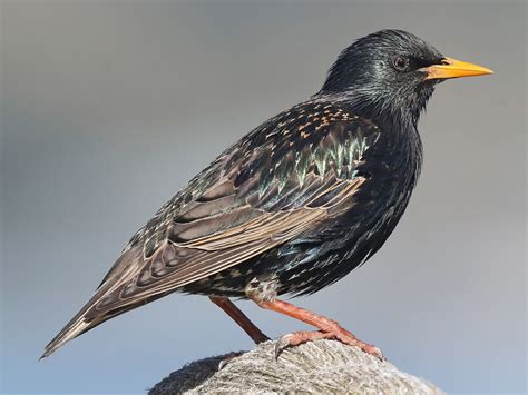 European Starling Ebird