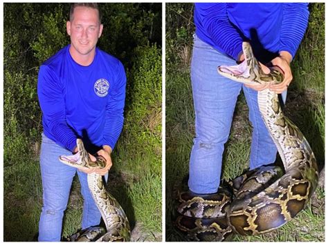 Watch Florida Man Catch Huge 16ft Burmese Python With His Bare Hands