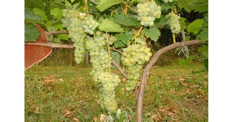 Винени сортове и технологии за по малко пестициди в лозето представят тази сряда в Русе