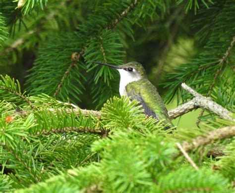 Summer Ruby Throated Hummingbird Morehouse NY