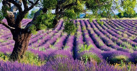 Ruta Por La Provenza Francia Entre Campos De Lavanda