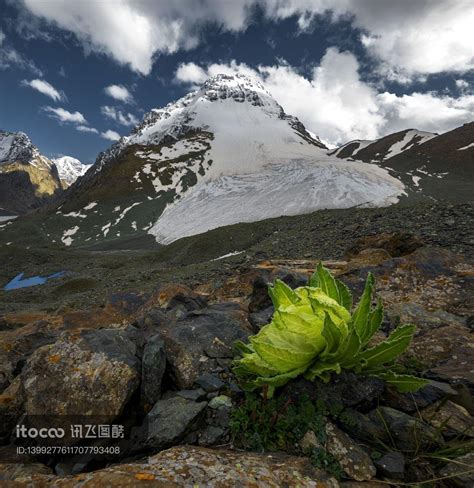 天山雪莲自然风景山峦 讯飞图酷 正版图片素材库 让内容更有价值