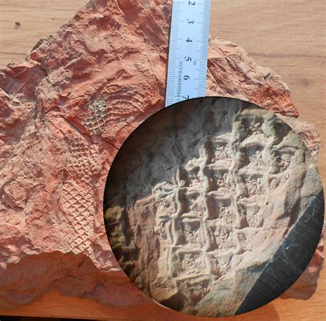 Lepidodendron Branch Member Collections The Fossil Forum