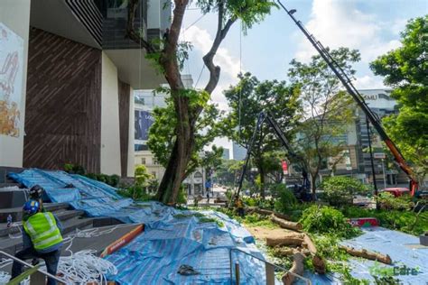 Tree Cutting Pruning Removal Planting Services In Singapore