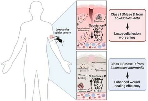 Differential Cellular Responses To Class I And Ii Sphingomyelinase D