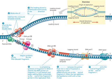Replication Fork Diagram Diagram Quizlet