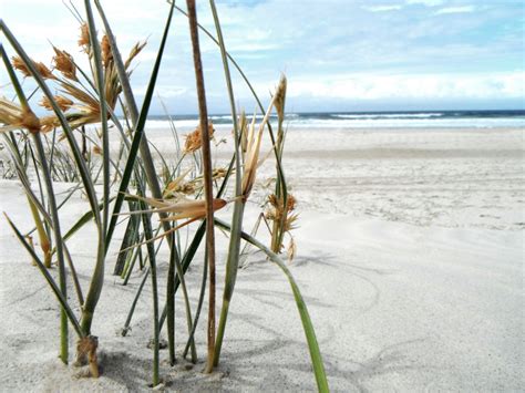 배경 화면 바다 자연 육지 모래 사진술 바닷가 목재 고요한 휴가 아름다운 새로운 플리커리 잔디 가족 4320x3240 870038 배경
