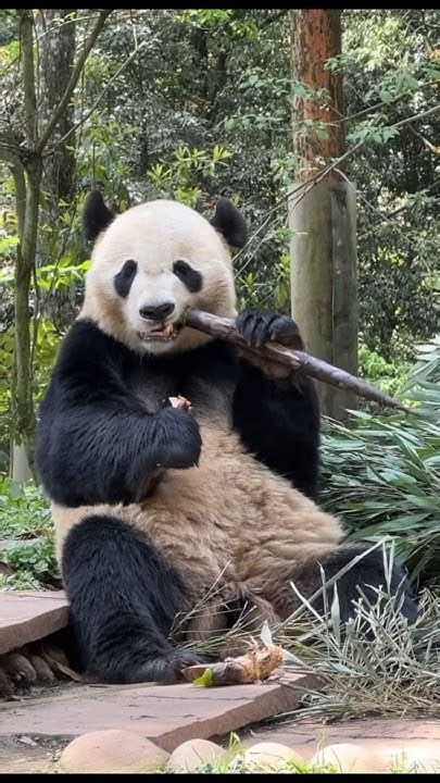 贝贝的豪宅太让人羡慕了，不仅环境好，而且院子超级大。里面的参天大树跟原始森林一样，每天吃完饭就找不到贝勒爷了！详情看评论区 Youtube