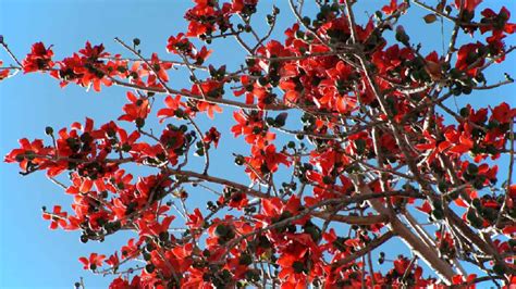 नेचुरल ब्लड प्यूरीफायर है सेमल का पौधा आयुर्वेद से जानें इसके लाभ