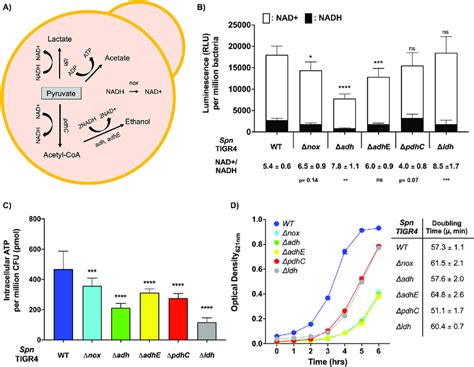 Influence Of Nad Regeneration On Spn Physiology A Scheme Of Download Scientific Diagram