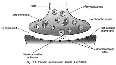 NCERT Solutions For Class 10 Science Chapter 7 Control And Coordination