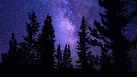 Download Wallpaper 1920x1080 Starry Sky Trees Night Pines Full Hd