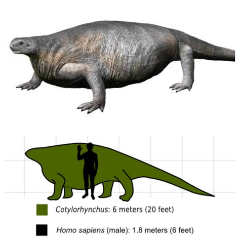 Cotylorhynchus At 6 M Long Was One Of The Largest Synapsids Of The