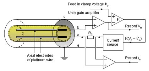Realistic Voltage Clamp Measurement Circuit Current Is Applied Through Download Scientific