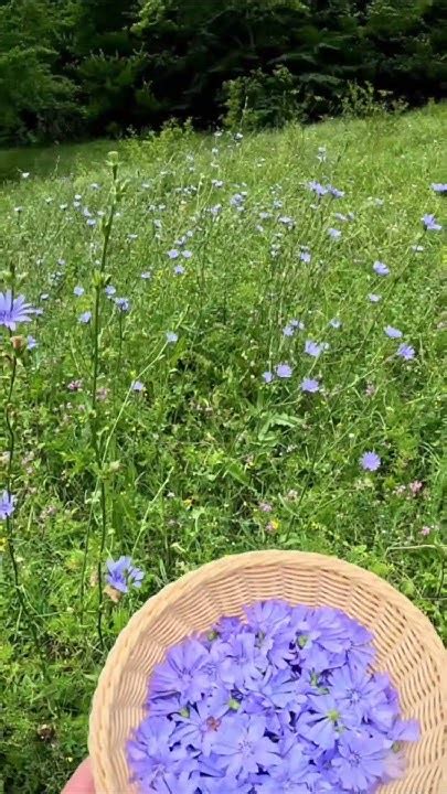 Хрупкави протеинови бисквити без захар рецепта природа Youtube