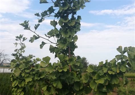 Широколистни дървета Архиви Разсадник декоративни иглолистни растения Горанови