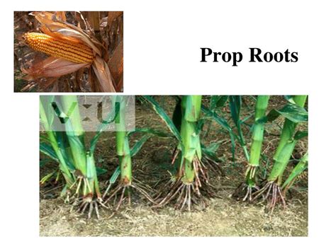 PPT ROOTS PowerPoint Presentation Free Download ID 6906122