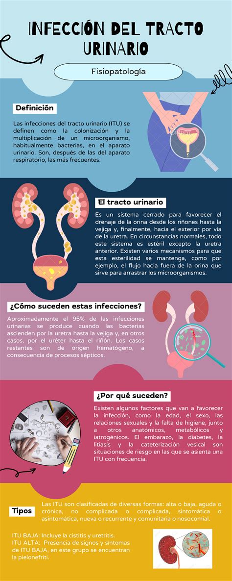 Infección Del Tracto Urinario Itu Fisiopatología InfecciÓn Del