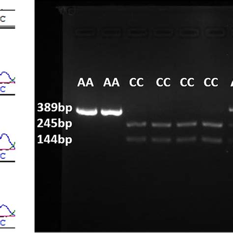 Genotypes Of Causative Snp Loci Detected By Sequencing And Diagnostic Download Scientific
