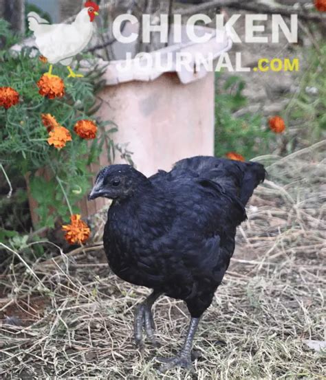 Kadaknath Chicken Egg Meat Color Faqs And Pictures
