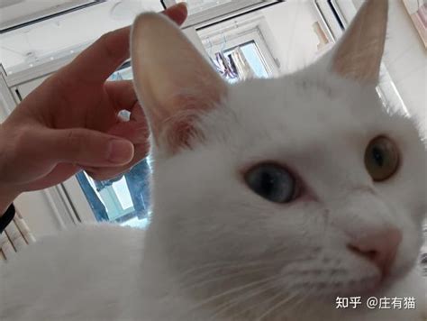 养猫必备药品清单28种养猫好物普通药店某宝上能买到的人猫通用药 知乎